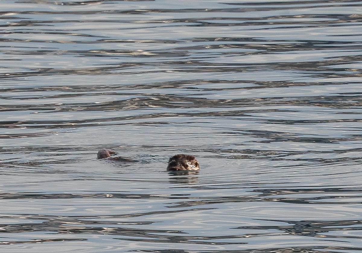 Las Nutrias Llegan Al Mar Y Amargan La Pesca En El Puerto Deportivo De
